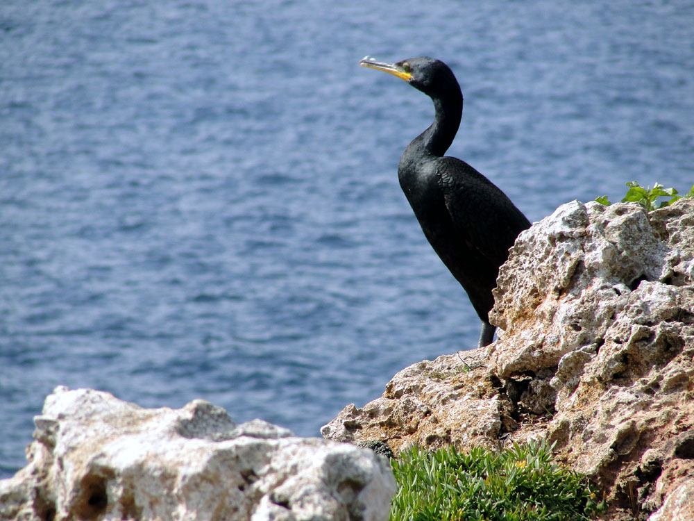 imatges de menorca: OCELLS DE MENORCA: CORB MARÍ GROS (Phalacrocorax carbo)