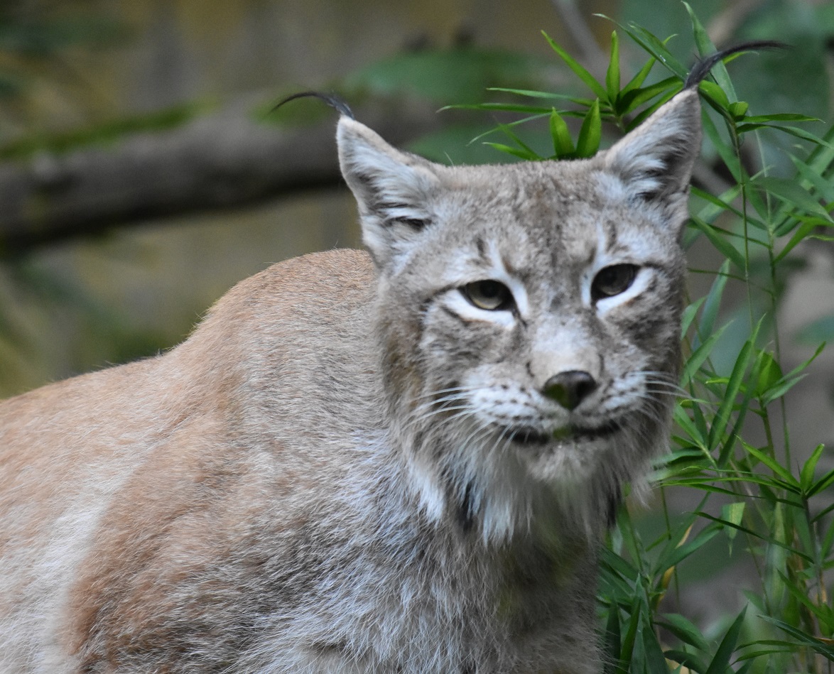 ZOOTOGRAFIANDO (6.100 ANIMALS): LINCE BOREAL O EUROASIÁTICO / EURASIAN ...