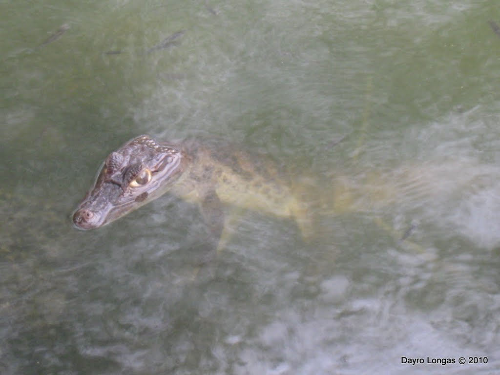 Fauna de Colombia - Wildlife Colombia: Babillas