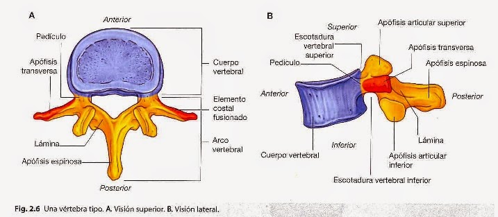 Anatomía de la columna vertebral: ANATOMÍA BÁSICA DE LA COLUMNA VERTEBRAL