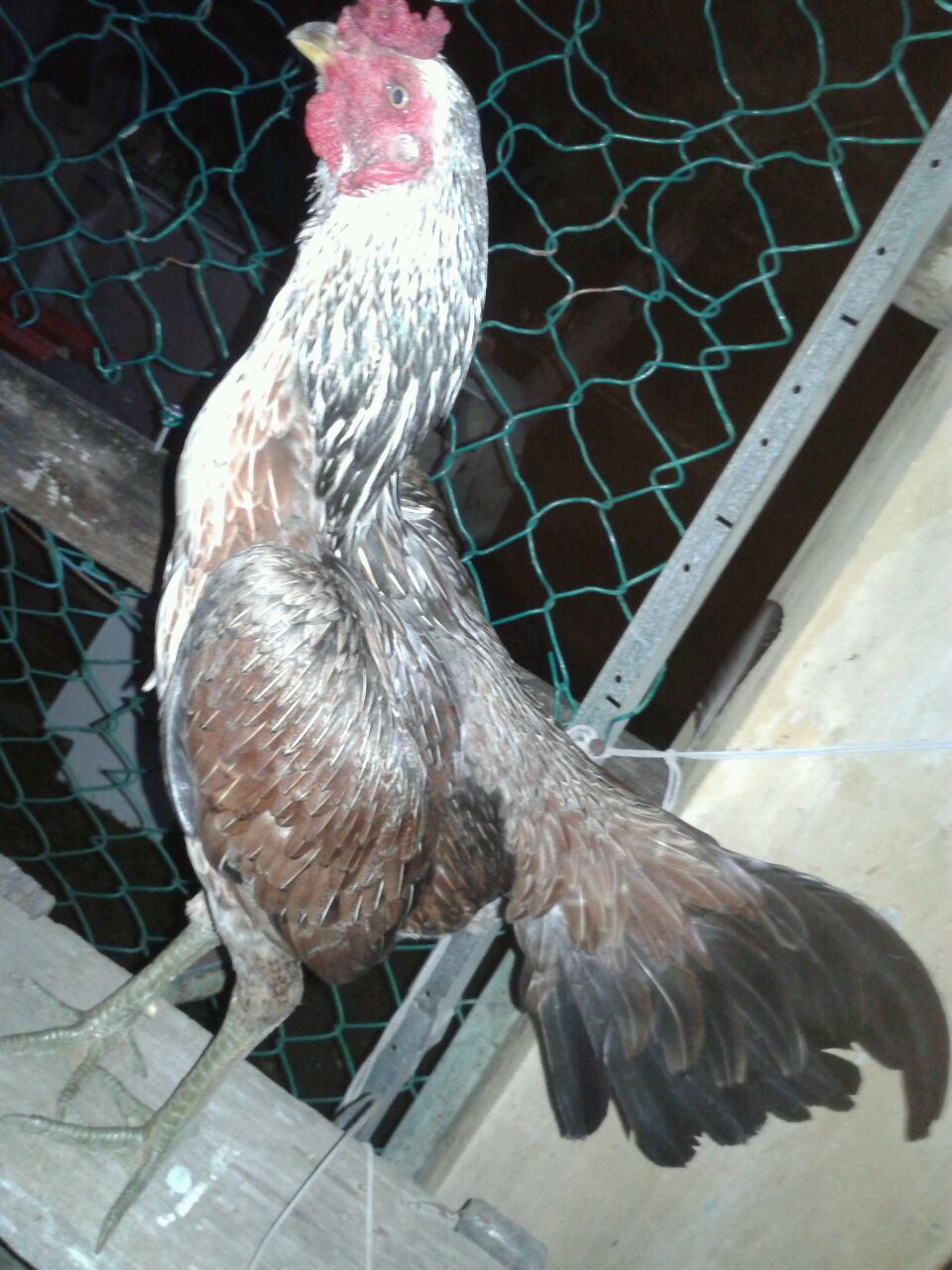 Ayam Sabung: koleksi gambar