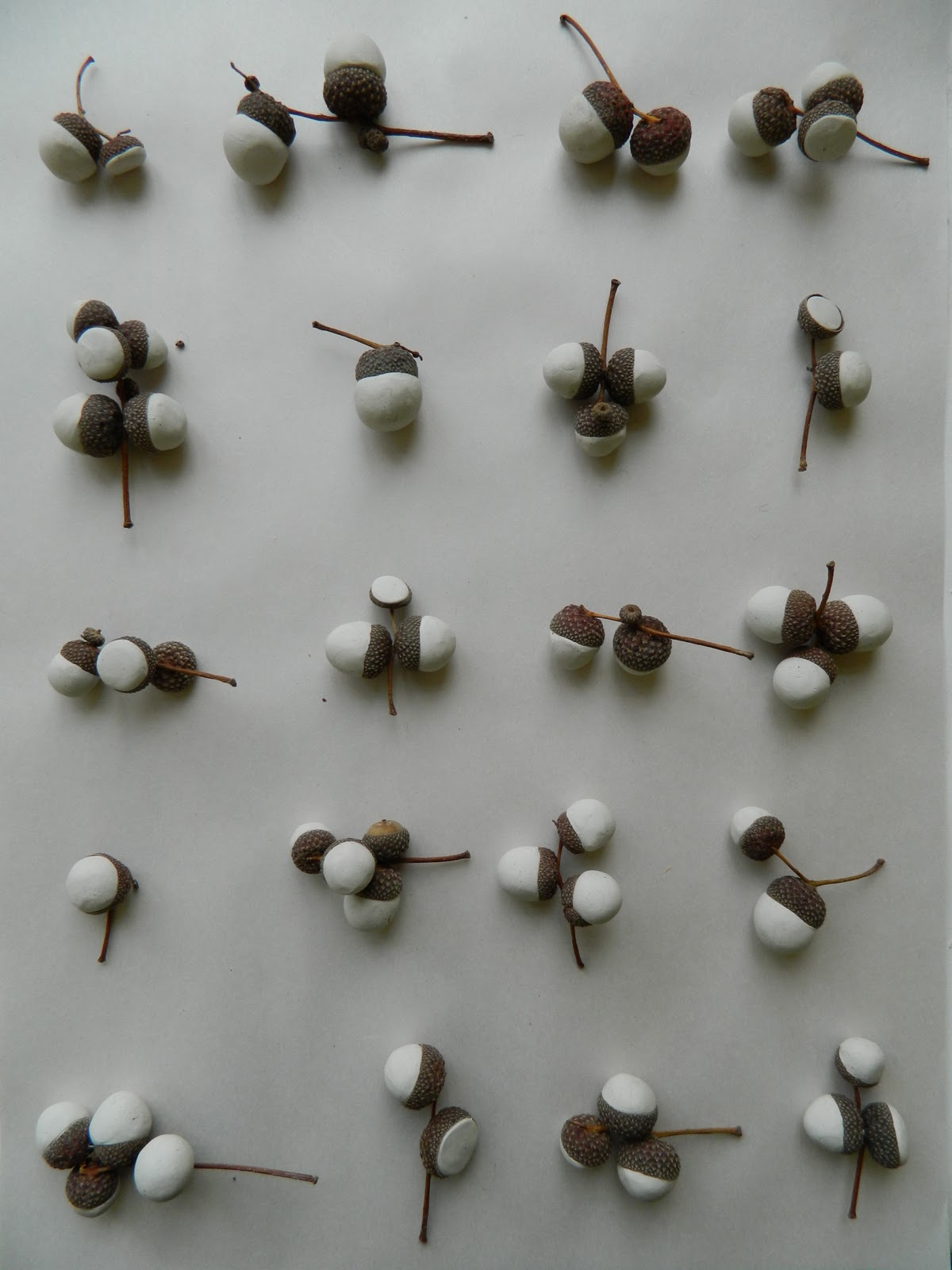 Hannahmaybrown: White plasticine and acorn cups