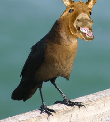 Are We Lumberjacks?: Brother Bird-donkey