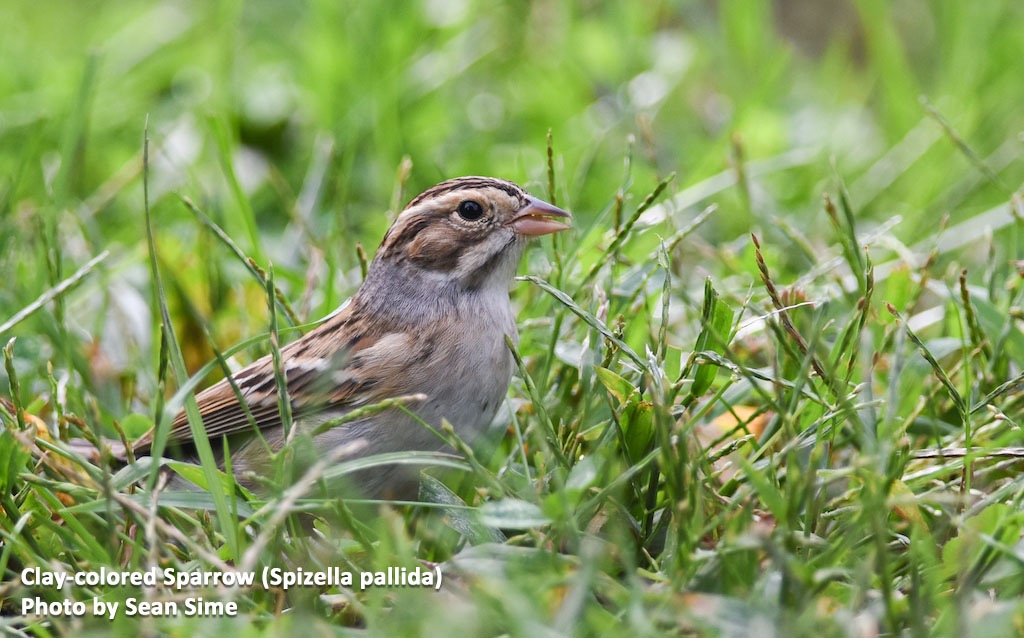 The City Birder: Uncommon Sparrow in Green-Wood Cemetery