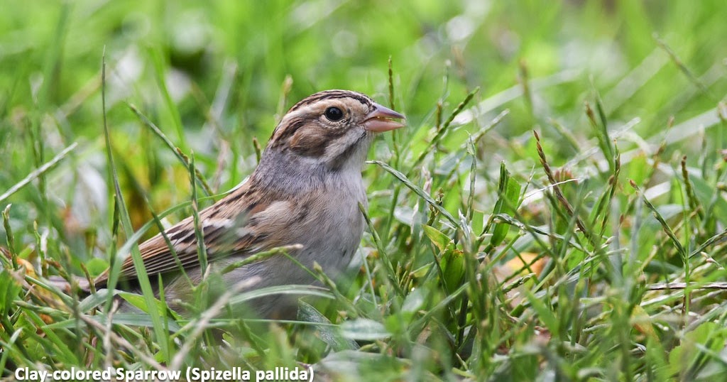 The City Birder: Uncommon Sparrow in Green-Wood Cemetery
