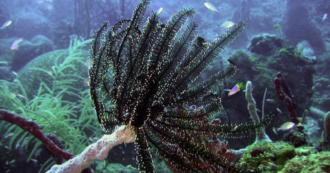 Variety of Life: Capillasterinae