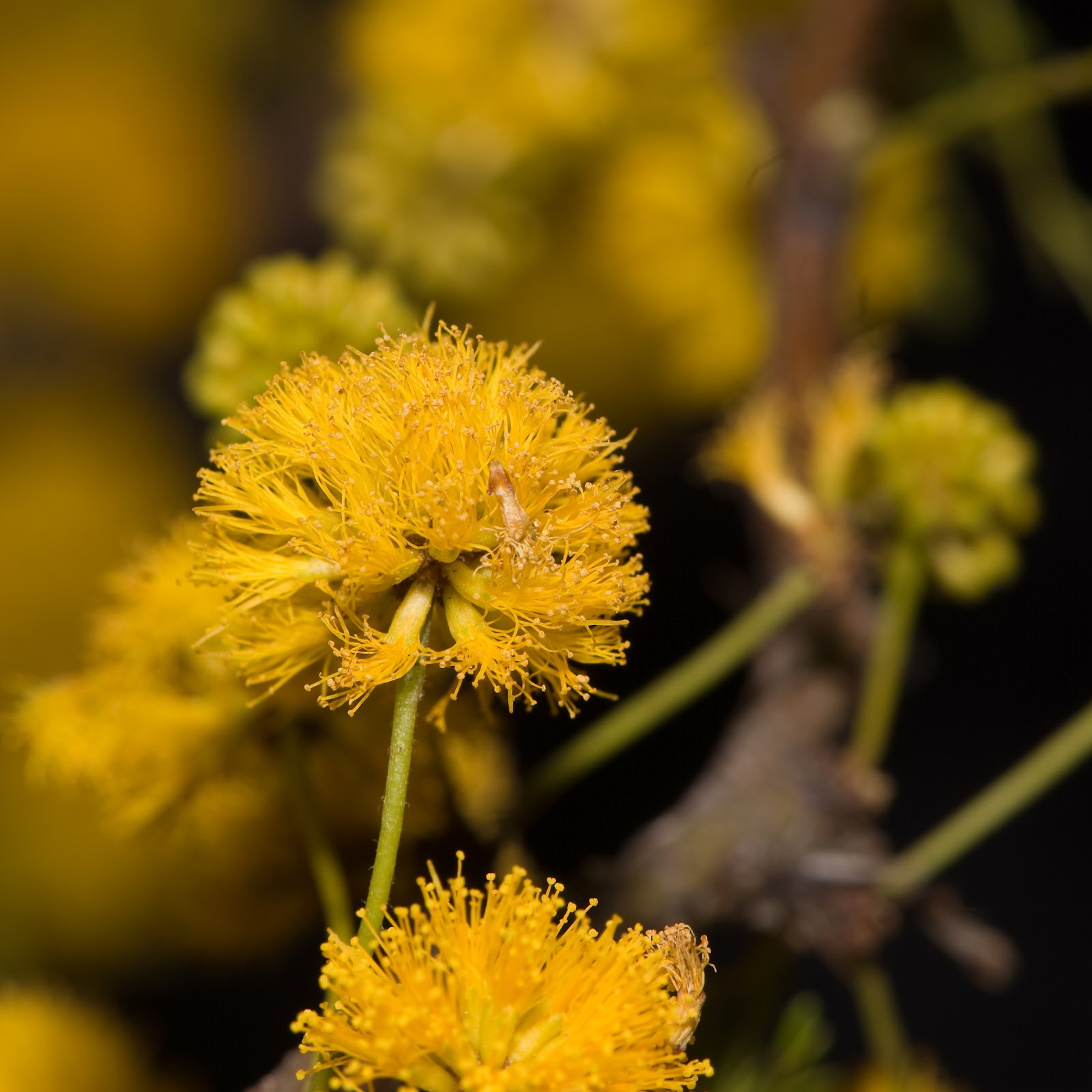 FOTOGRAFIAS DE LA FLORA AUTOCTONA DEL URUGUAY: ESPINILLO