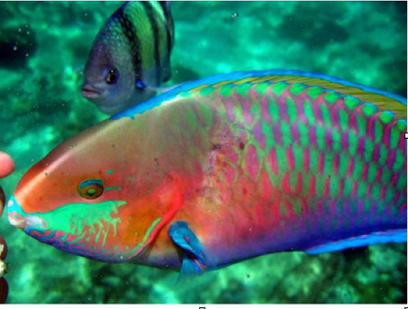 Vampiro Erudito: Pez Loro