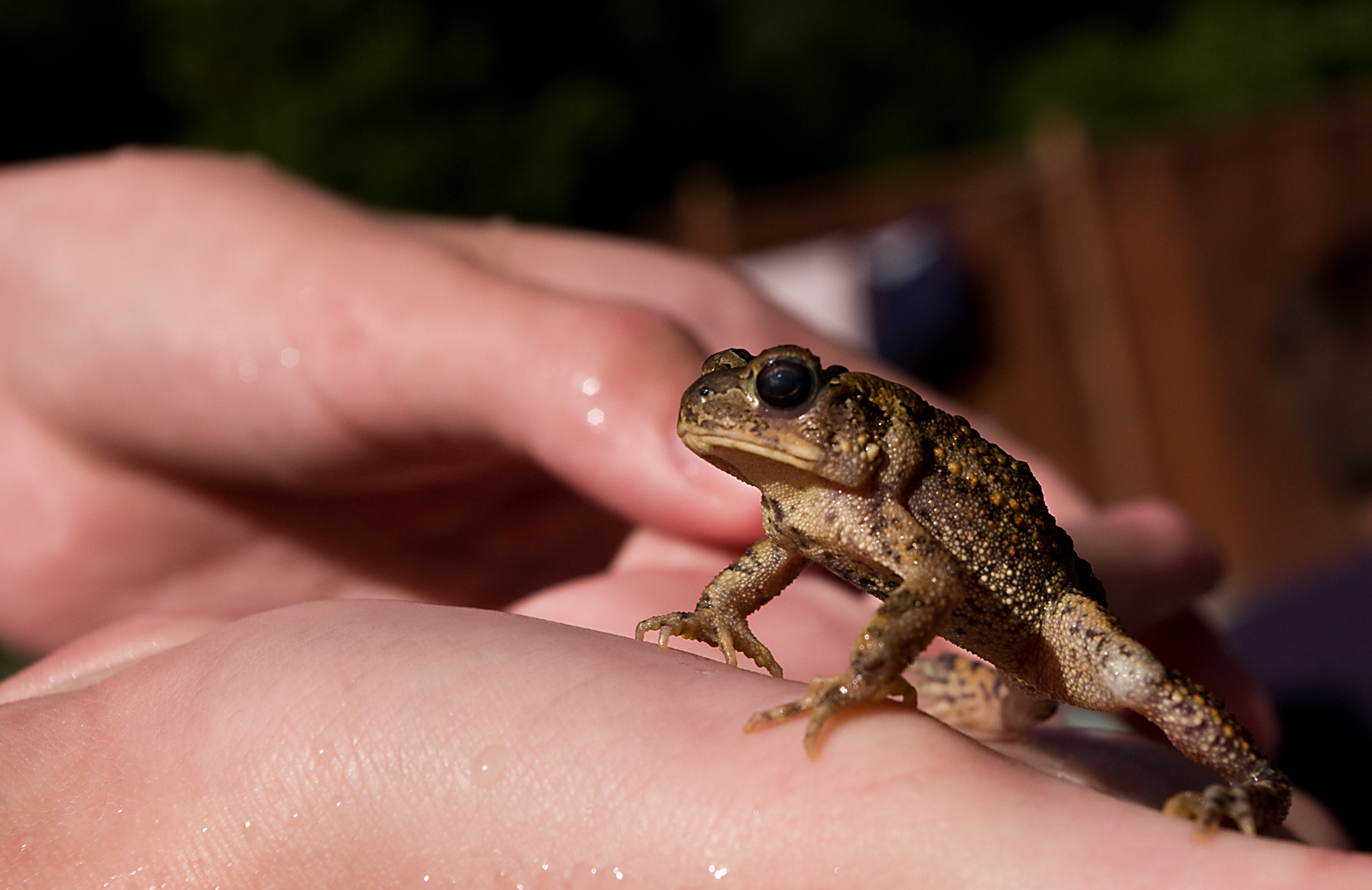 Ray LaCroix Daily Photo: Michigan Frog