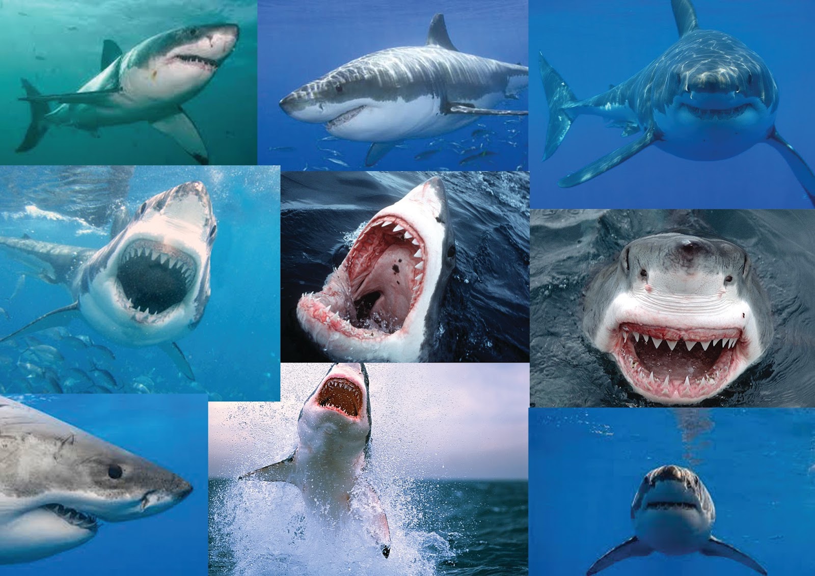 Honours Blog - Clare Sommerville: April 2016