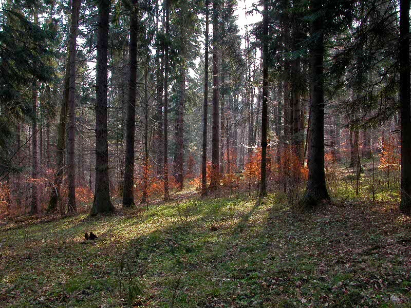 Na Pogórzu...: Turnica od turów?