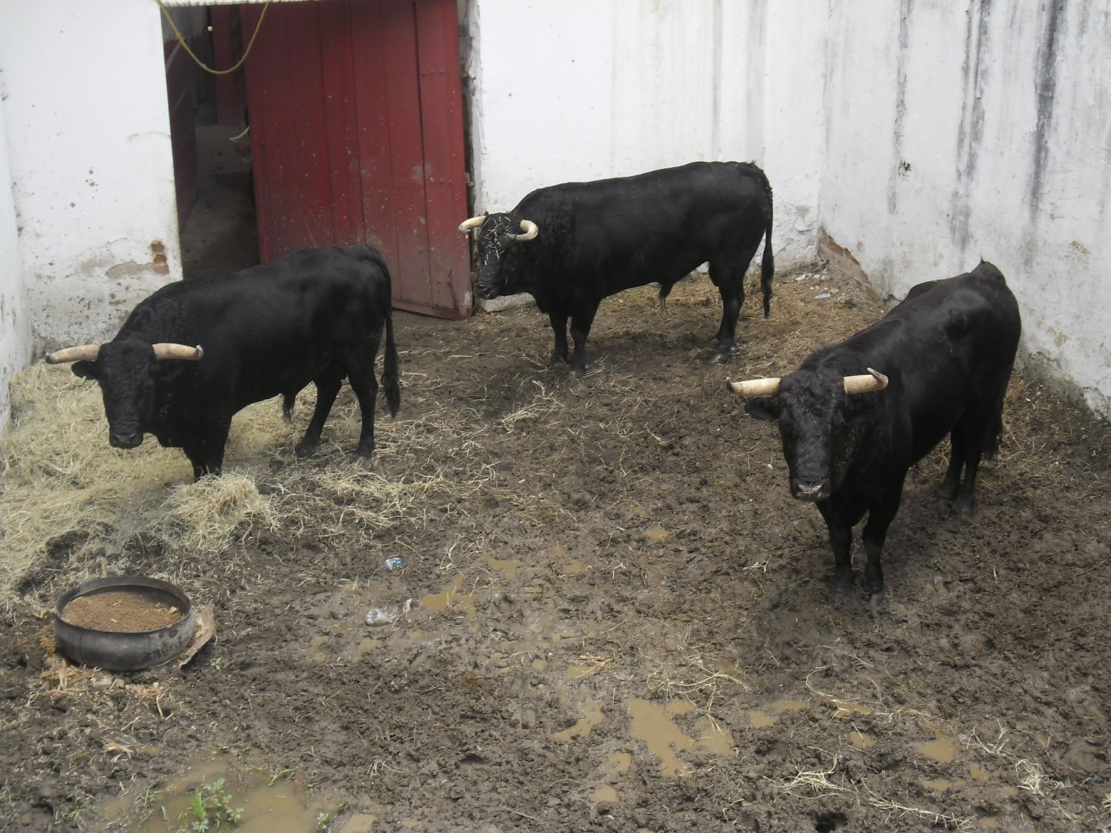 VUELTA AL RUEDO: En los corrales astados colombianos de El Capiro