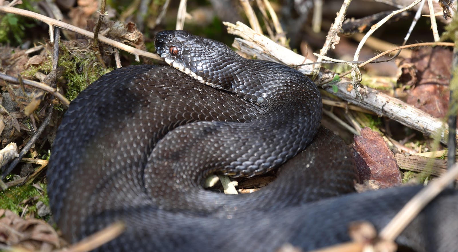 Bob's Butterfly and Bird Blog: 'Black Adder Goes Forth'.