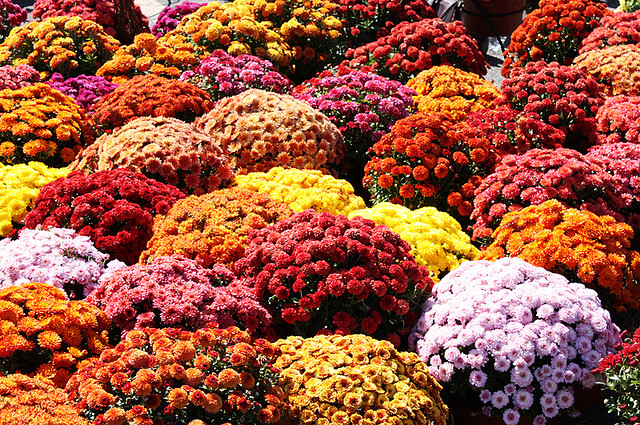 The Secret Garden Decatur: Our Favorite Fall Flowers