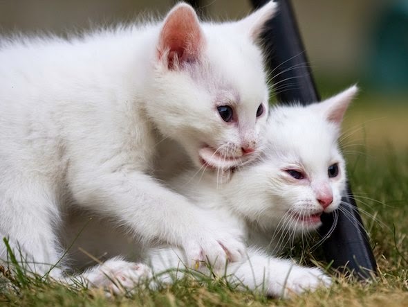 Imagenes de gatos - gatitos: Imagenes de gatitos: Hermano molestoso 18-03-2015
