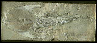 Su Ürünleri Fakültesi: Ostracodermi