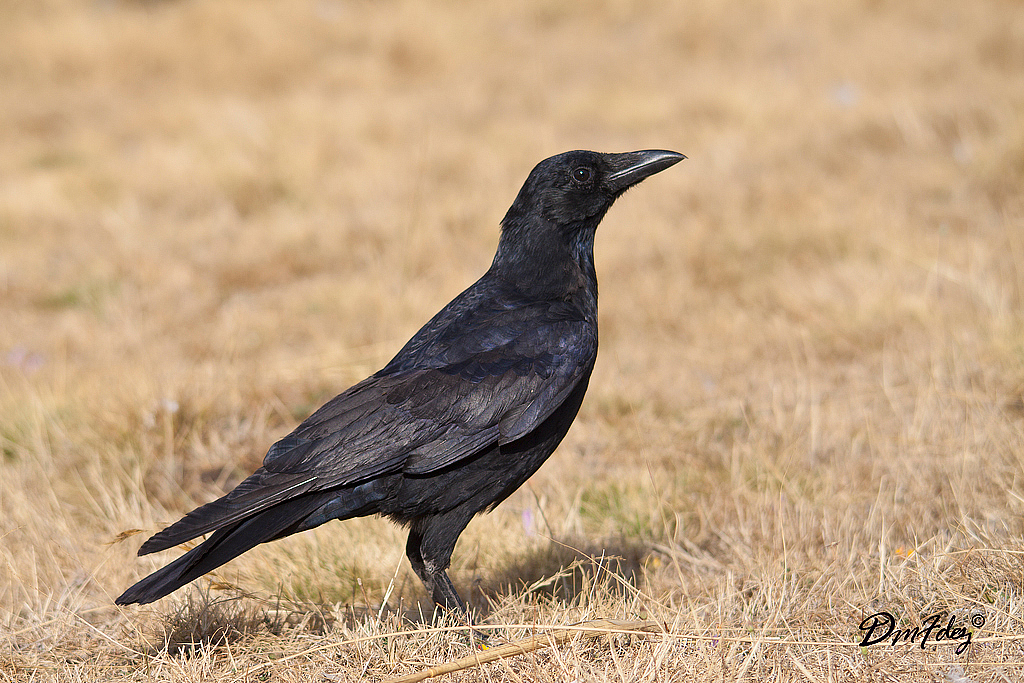 Opiniones de Corvidae