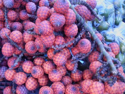 Fruit Warehouse: Rumbia fruit ( Metroxylon sagu )