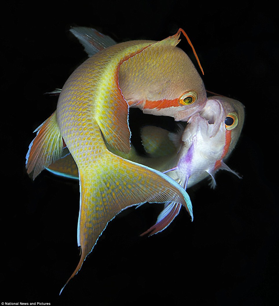 Thai Panda: The beauty and terror of marine life: Stunning underwater ...