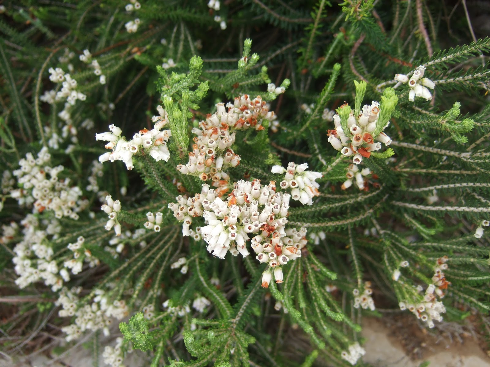 ERICA TERMINALIS