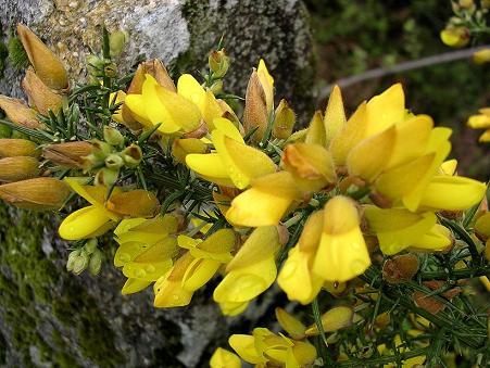 El mundo de od lures: Test de maderas “madera de toxo, tojo o de nombre ...