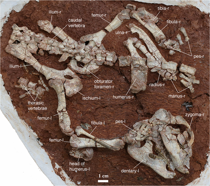 The Dragon's Tales: Yubaartar zhongyuanensis: a Large multituberculate ...