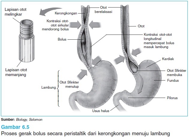 Anatomi & Fungsi Kerongkongan ( Esofagus ) | Paramita Blog