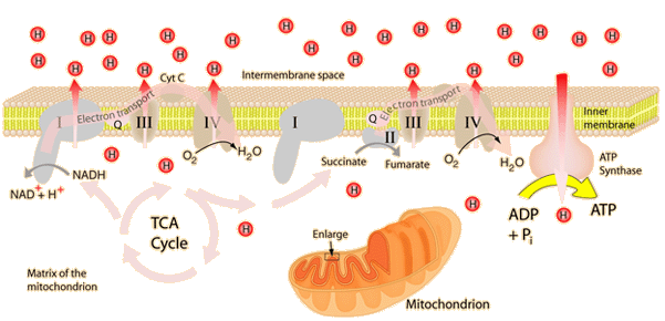 Punk Biology Student Blog: ELECTRON TRANSPORT SYSTEM (SISTEM TRANSPOR ...