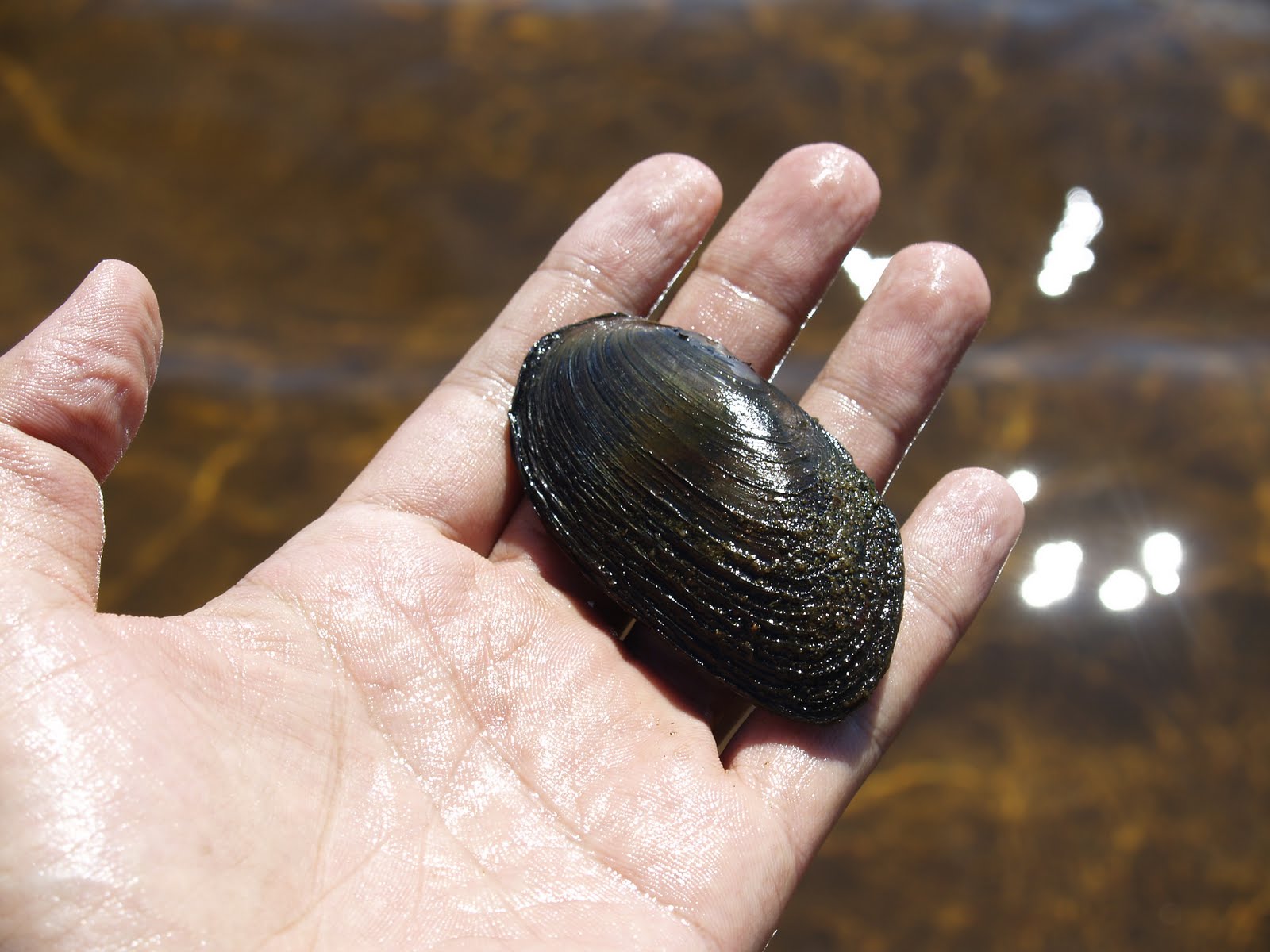 Peter's Photo Odyssey: swimming break and fresh water mussels ...