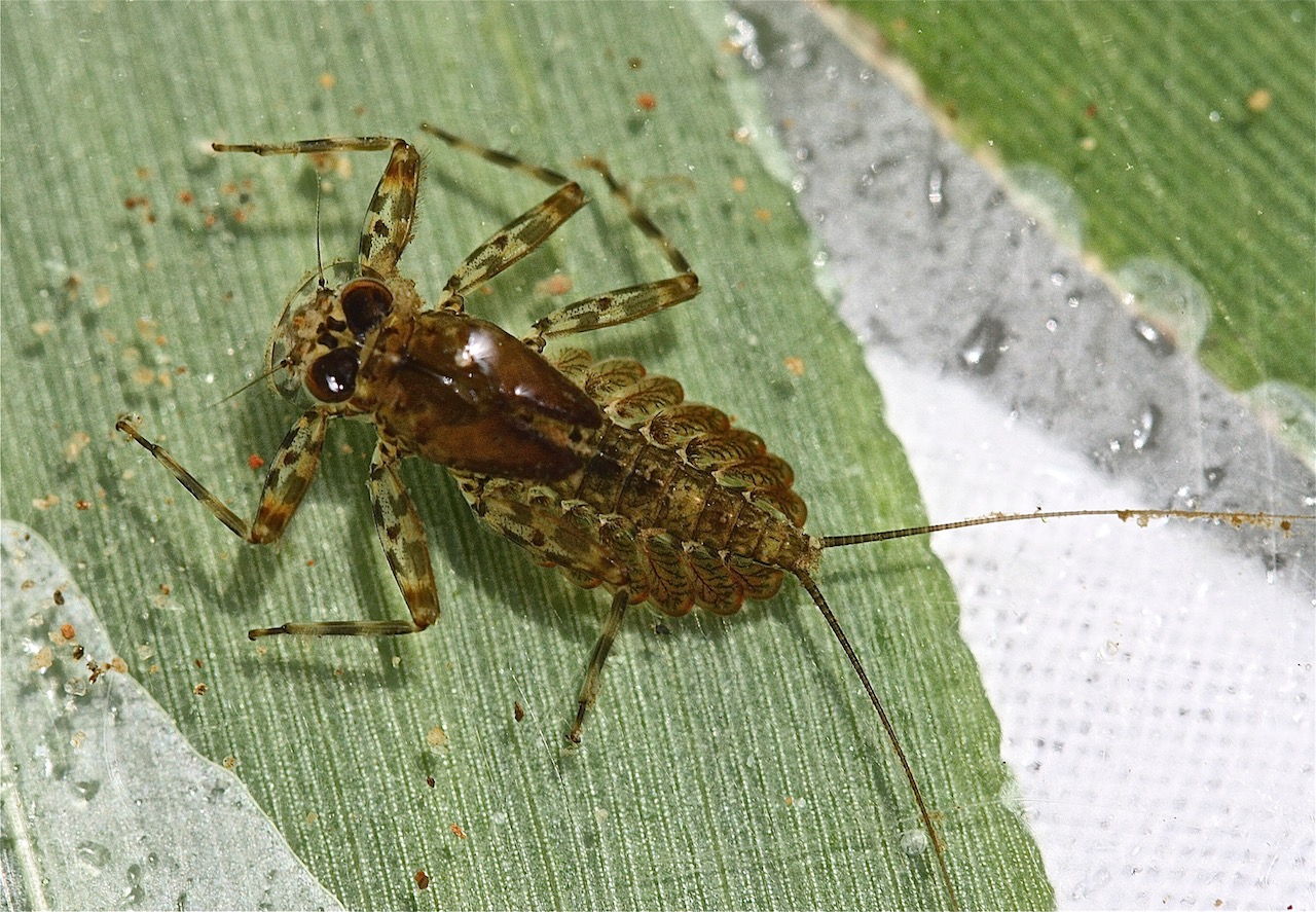 Aquatic Insects of Central Virginia: A "Cheat Sheet" for the flatheaded ...
