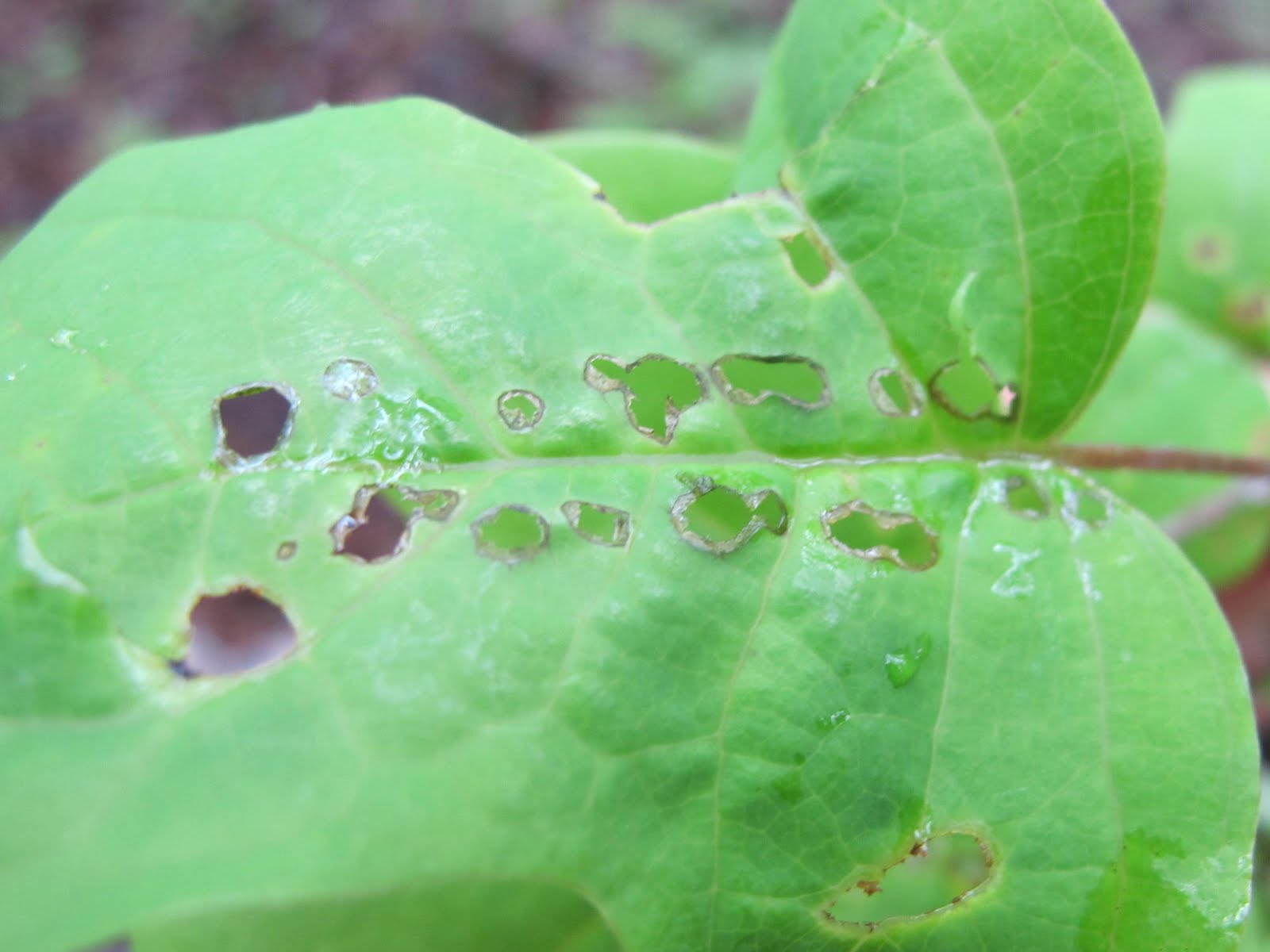 Blue Jay Barrens: Yellow Poplar Weevil