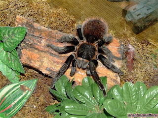 Diary of a Mad Pet Enthusiast: Species of the Day: Costa Rican Red ...