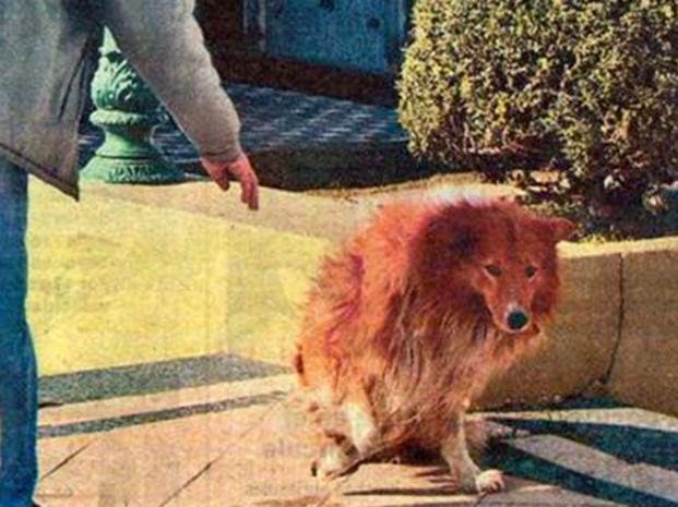 Murió Collie El Perro Fiel Que Vivió 9 Años Al Lado De La Tumba De Su