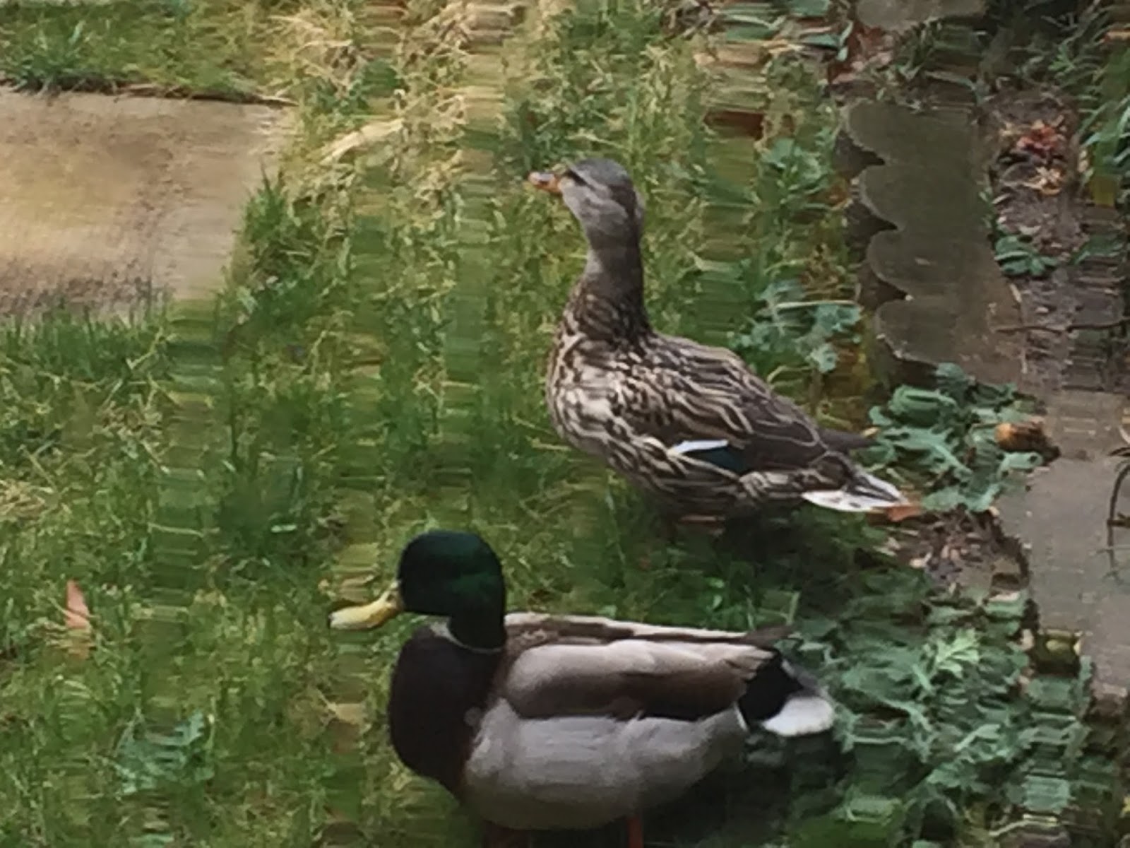 Green Team Gazette: Great American Duck Rescue of 2017
