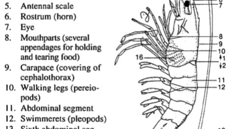 \ Morfologi dan Anatomi Eksternal Udang