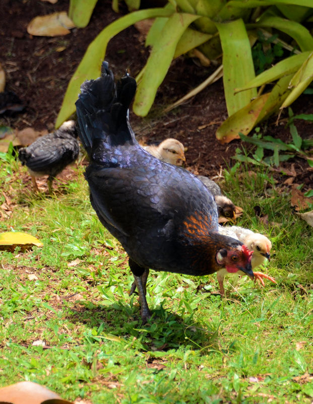 The Wayward Hawaiian: Crouching Hen, Hidden Chick