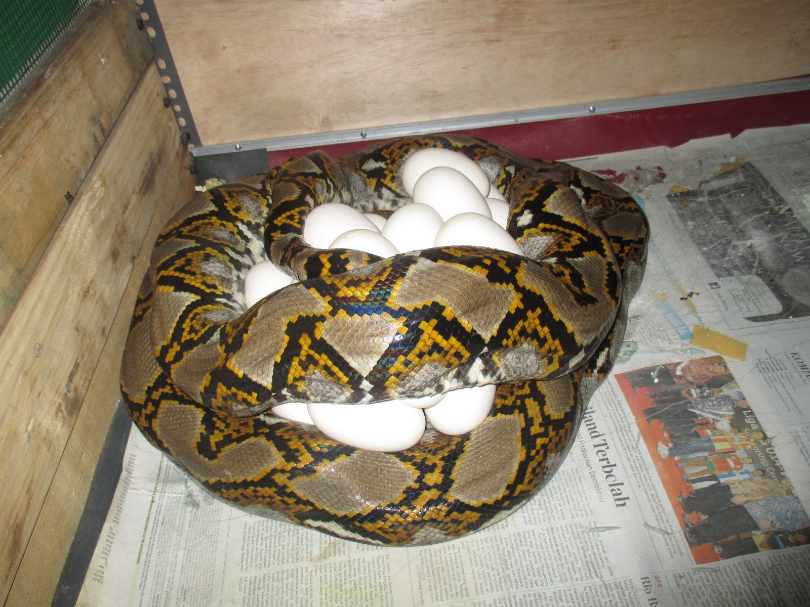 Cara berternak ular Python (Sanca) | HOBBY REPTIL