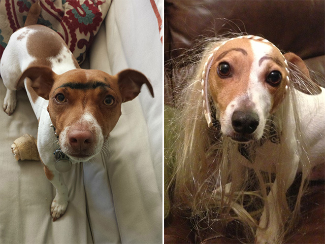 DOGS REALLY DO LOOK BETTER WITH MAKEUP EYEBROWS - NEWSOLOGYS