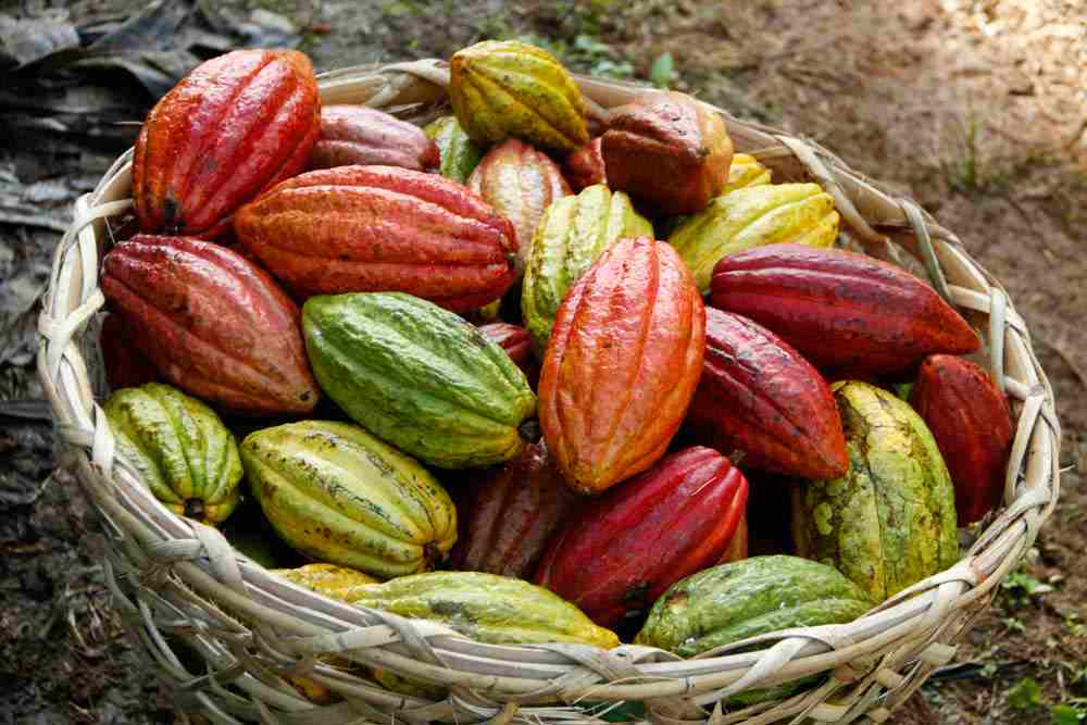 Agriculture Philippines