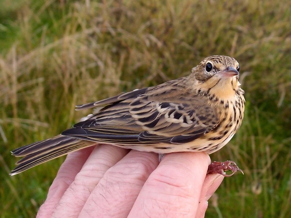 Two in a bush: The lure of Tree Pipits.