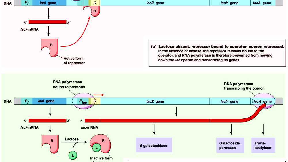 Lac operon