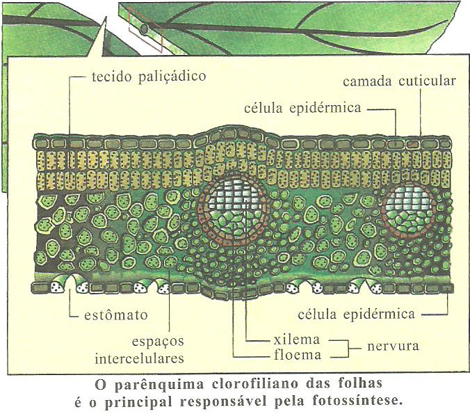bioerem