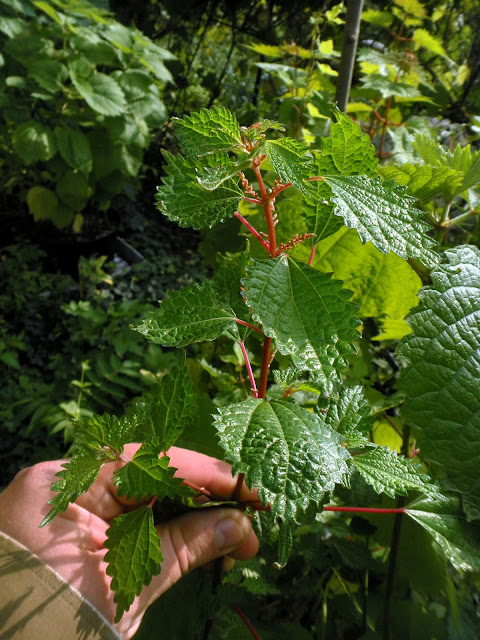 Scirpidiella's Plants: False Nettles - Ramie cousins (Boehmeria sp. div.)