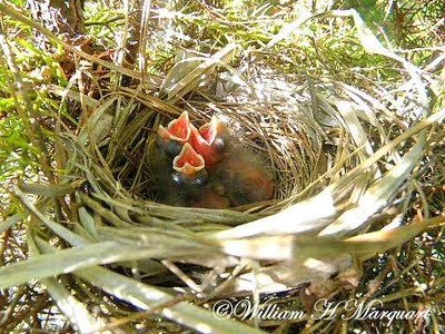 Two Happy: Cardinal Babies have hatched!