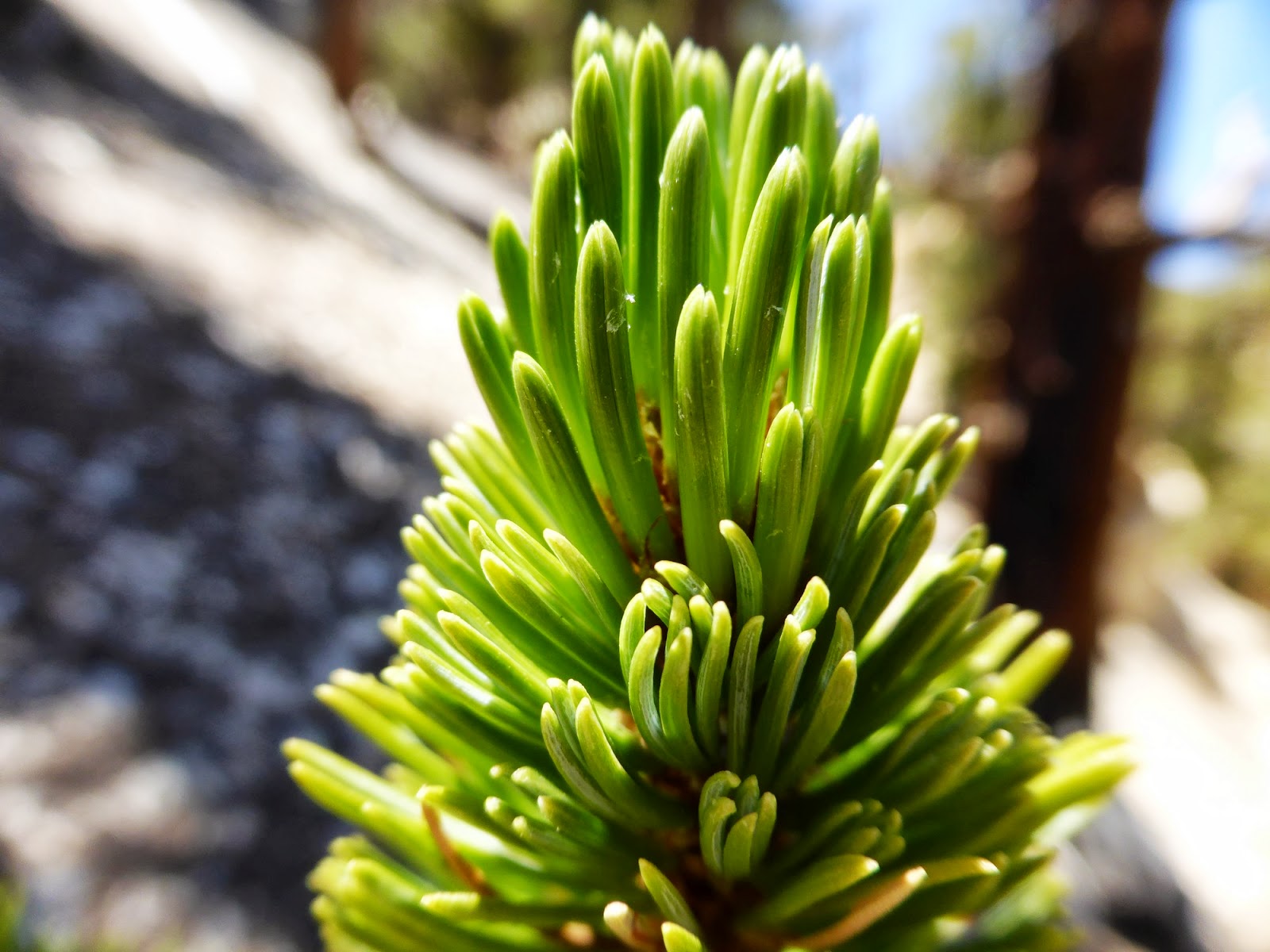 Matt's Hikes: August 6, 2013 - Ancient Bristlecone Pine Forest