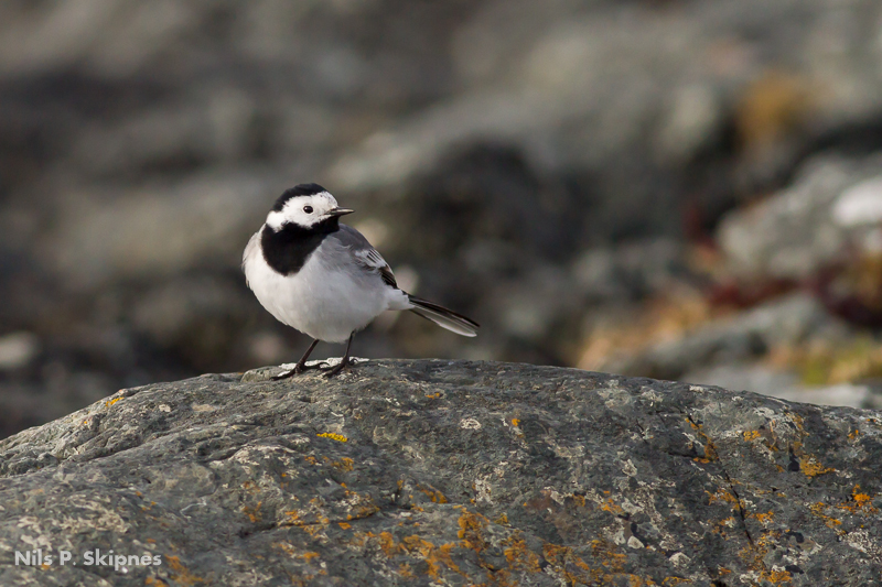 Skipnes Naturfotoblogg: Sikkert vårtegn.