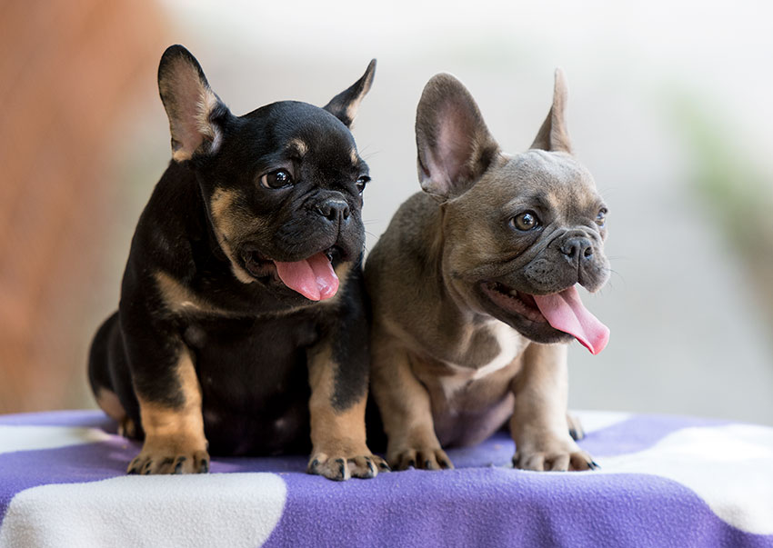 BULLDOG FRANCÊS CORES RARAS EXOTIC FRENCH: Mini buldogue Canil French ...