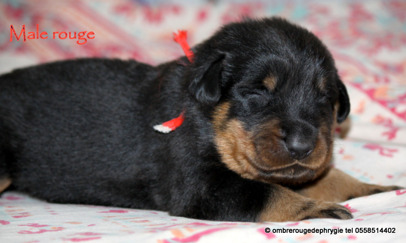 Beauceron, chiots beaucerons, Eleveur landes 40120