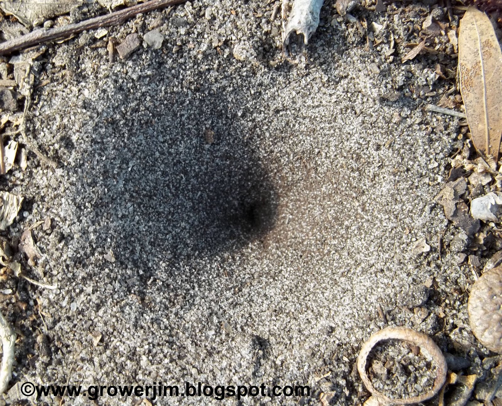 Garden Adventures: Creature Feature - Ant lion