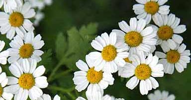 The Herb Hound: FEVERFEW